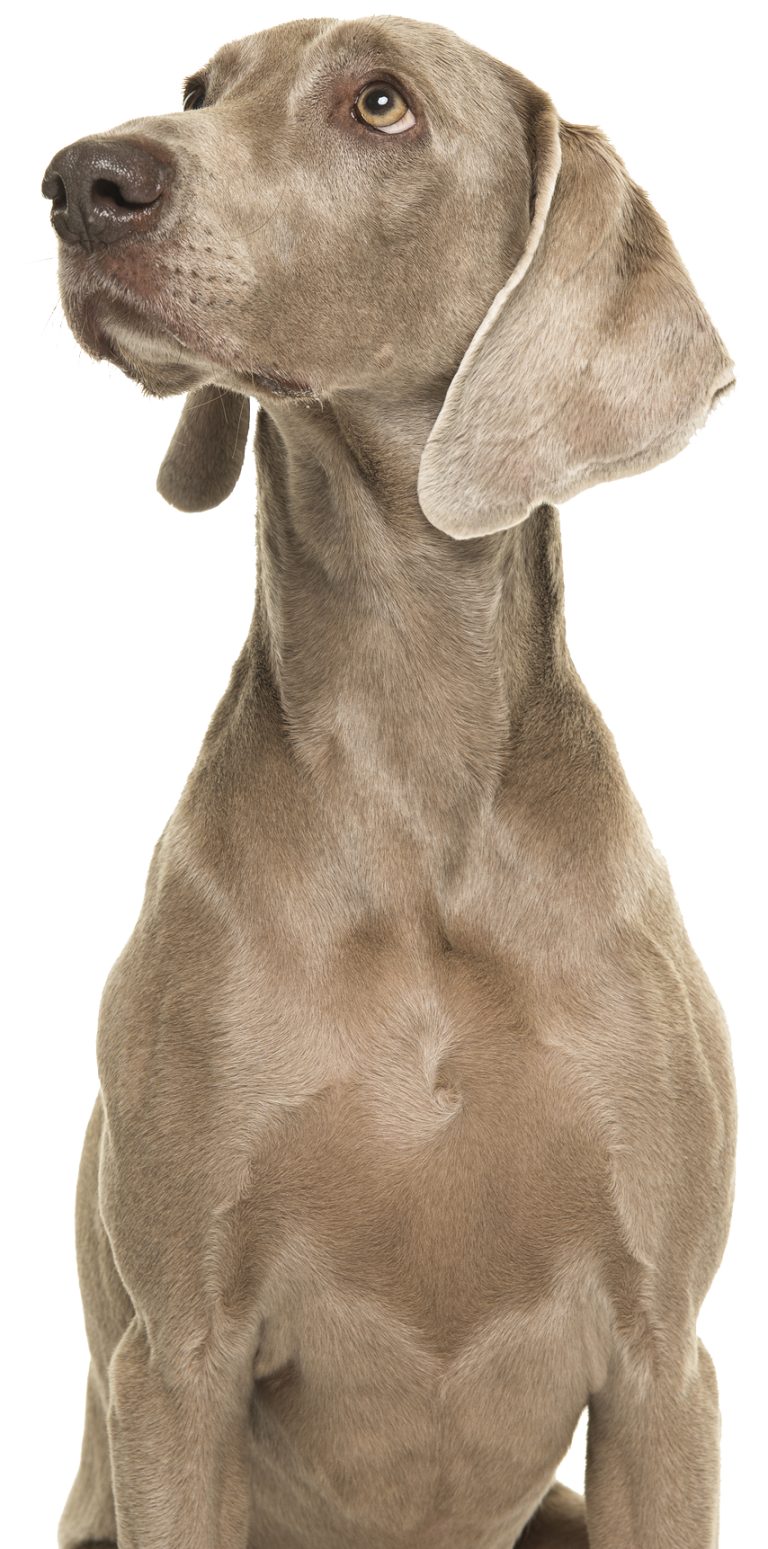 Home - Ajax Pet Care